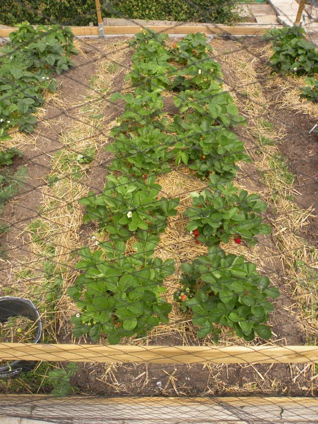 Hoeveel aardbeien pluk je ongeveer per m2..? - Moestuin Forum | Voor en ... Hoeveel aardbeien pluk je ongeveer per m2..? - Moestuin Forum | Voor en ...