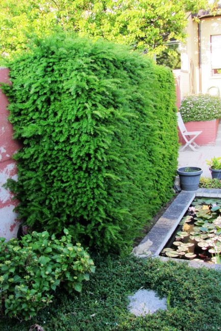 Taxus Haag Drastisch Terugsnoeien Tuinvragen Moestuin Forum