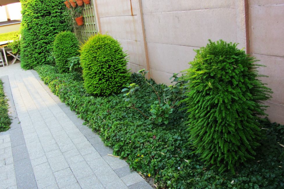 Taxus Haag Drastisch Terugsnoeien Tuinvragen Moestuin Forum