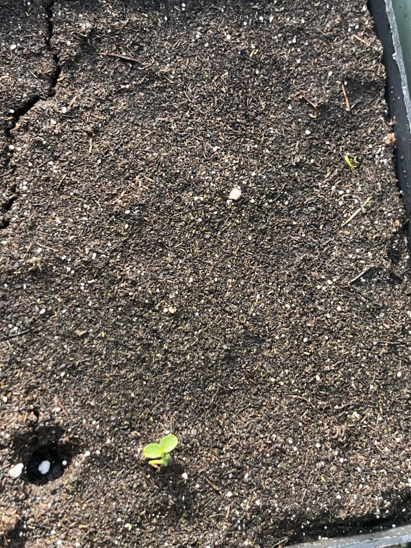 Ruby red Kiwi project - Fruit en noten - Moestuin Forum