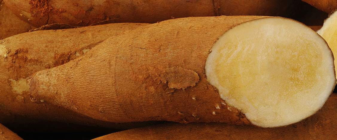 Appelwortel - Yakon Yacon (Smallanthus sonchifolius) - Pagina 16 ...